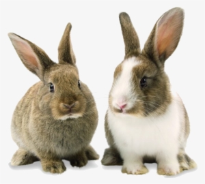 Rabbit Bunny Png Background Image - Transparent Background Bunnies Png ...