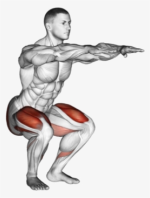 Body Weight Squats - Body Weight Squat Anatomy PNG Image | Transparent PNG Free Download on SeekPNG