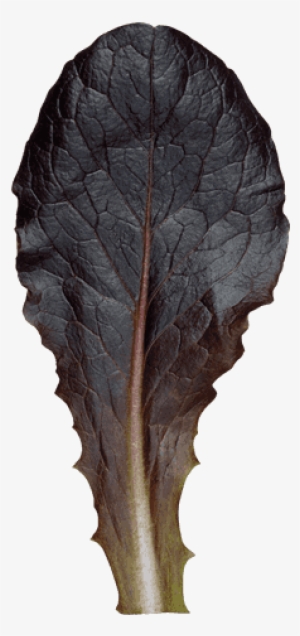 Baby Red Cos - Red Leaf Lettuce PNG Image | Transparent PNG Free ...