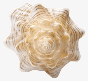 Conch Png - Conch Shell No Background PNG Image | Transparent PNG Free ...