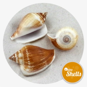 Dog Conch Shells Medium - Seashell PNG Image | Transparent PNG Free ...