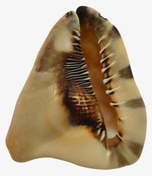 King Helmet Decorative Conch Shell Seashell 6-7" PNG Image ...