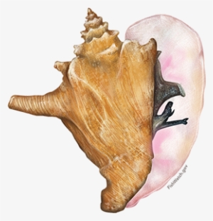 Queen Conch - Conch PNG Image | Transparent PNG Free Download on SeekPNG