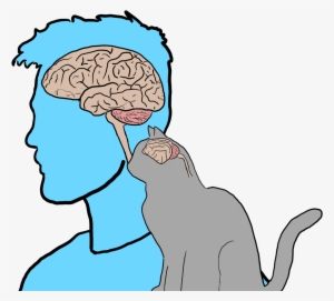 Cat Brain PNG Image | Transparent PNG Free Download on SeekPNG