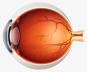 Human Eye Without Labeling PNG Image | Transparent PNG Free Download on ...