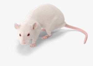 Download Rat Transparent Background Png - Rat Png | Transparent PNG ...