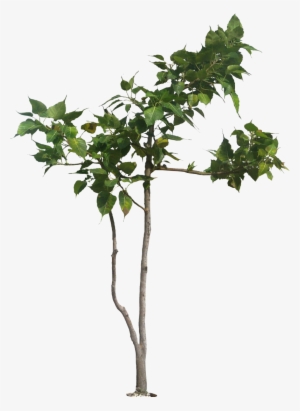 Fig Leaf Png For Kids - Fig Tree Transparent Background PNG Image ...