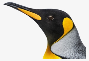 Penguins - King Penguin PNG Image | Transparent PNG Free Download on ...
