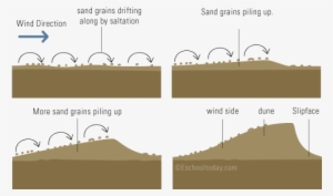 How Sand Dunes Form - Sand Dune Formation Diagram PNG Image ...
