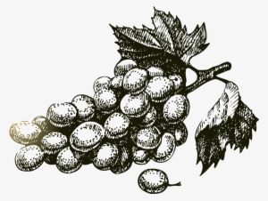 Wine Grapes Drawing Free PNG Image | Transparent PNG Free Download on ...