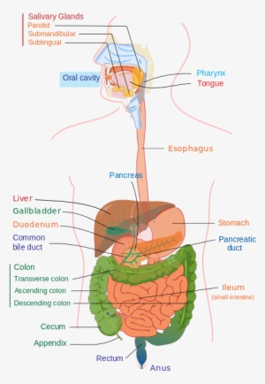 Digestive System Diagram - Digestive System Diagram 6 PNG Image ...
