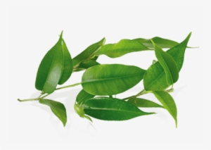 Tea Tree - Tea Tree Leaves Png PNG Image | Transparent PNG Free ...