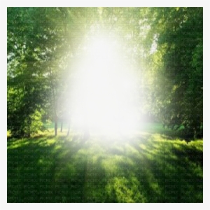 Forest Frame Png PNG Image | Transparent PNG Free Download on SeekPNG