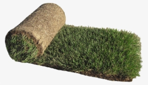 Hd2000® Kentucky Bluegrass In 10sqft Rolls - Kentucky Bluegrass Sod PNG ...