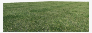 Grass Blade Texture Png Download - Grass Png Render PNG Image ...