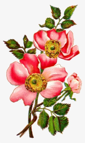 Digital Camellia Clip Art Graphics Flowers And - Botanical Flower Png ...