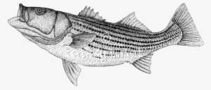 Striped Bass Sticker (oval) PNG Image | Transparent PNG Free Download ...