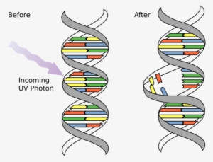 Gene Mutation Aliens, Gene Mutation, Cartoon, Alien - Dna Mutations PNG ...