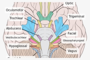 All 12 Cranial Nerves And Their Function - Inferior View Of The Brain ...