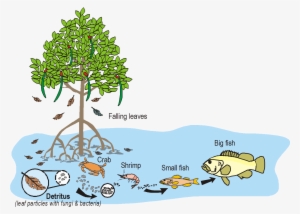 Mangrove Cartoon
