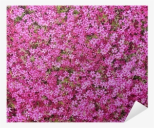 Groundcover With Hot Pink Flowers As Background Poster - Hot Pink ...