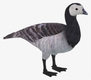 Barnaclegoose - Snow Goose PNG Image | Transparent PNG Free Download on ...