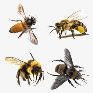 Bees - Many Legs Do Bees Have PNG Image | Transparent PNG Free Download ...