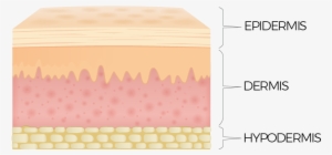 Skin Layers - Skin Layers Png PNG Image | Transparent PNG Free Download ...