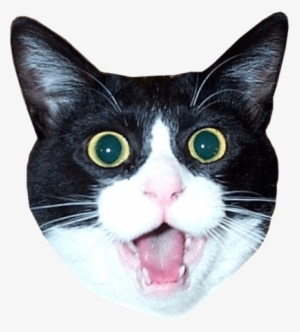 Download - Cat Head Transparent PNG Image | Transparent PNG Free ...