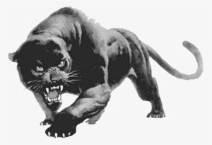 Panther Png Transparent Images - Devon Meadows Football Club PNG Image ...