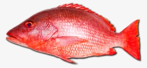 Northern Snapper Seafood Vermilion - Red Fish Png PNG Image ...