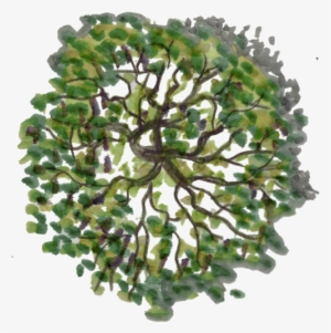 Png Tree Plan Vector Library - Architecture Plan Tree Png PNG Image ...
