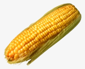 Corn Stalk Png - Transparent Corn Stalks Png PNG Image | Transparent ...