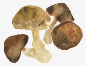 Mushrooms-sm - Russula Integra PNG Image | Transparent PNG Free ...