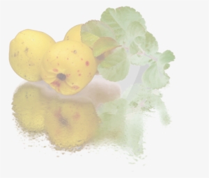 Pigwa - Soplica Pigwowa Quince Vodka PNG Image | Transparent PNG Free ...