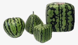 Star Shaped Watermelon PNG Image | Transparent PNG Free Download on SeekPNG