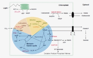 Figure - Calvin Benson Cycle Enzymes PNG Image | Transparent PNG Free ...