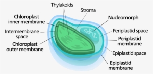 Open - 4 Membrane Chloroplast PNG Image | Transparent PNG Free Download ...