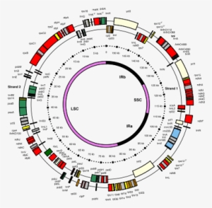 The 154 Kb Chloroplast Dna Map Of A Model Flowering - Wikipedia PNG ...