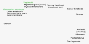 Chloroplast Structure Labels - Chloroplast PNG Image | Transparent PNG ...