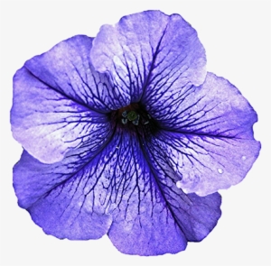 Petunia Transparent Background - Petunia Flowers Transparent Background ...