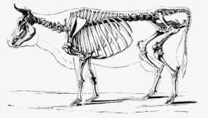 [ Img] - Cow Skeleton Drawing PNG Image | Transparent PNG Free Download ...