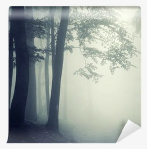 Trees In Counter Light In A Dark Forest Vinyl Wall - Night Forest Mist ...
