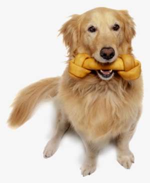 Cute Dog Holding Chew Toy - Dog PNG Image | Transparent PNG Free ...
