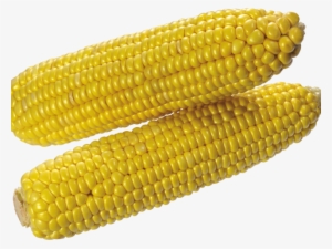 Corn Clipart Cooked Corn - Corn Transparent Background PNG Image ...
