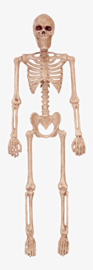 “spooky, Scary Skeletons” - Skeleton Clipart PNG Image | Transparent ...