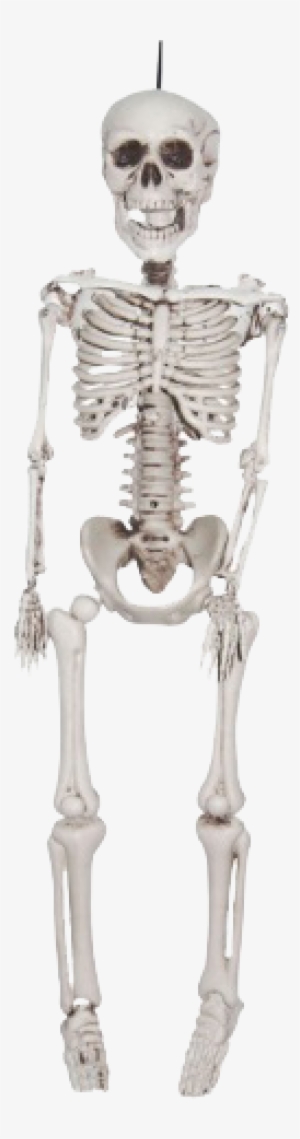 Skeleton PNG Images | PNG Cliparts Free Download on SeekPNG