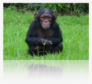 Ape Monkey PNG Image | Transparent PNG Free Download on SeekPNG