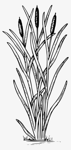 Cattail Icons Png - Cat Tail Drawings PNG Image | Transparent PNG Free ...