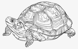 Turtle Line Drawing At Getdrawings - Box Turtle Black And White PNG ...